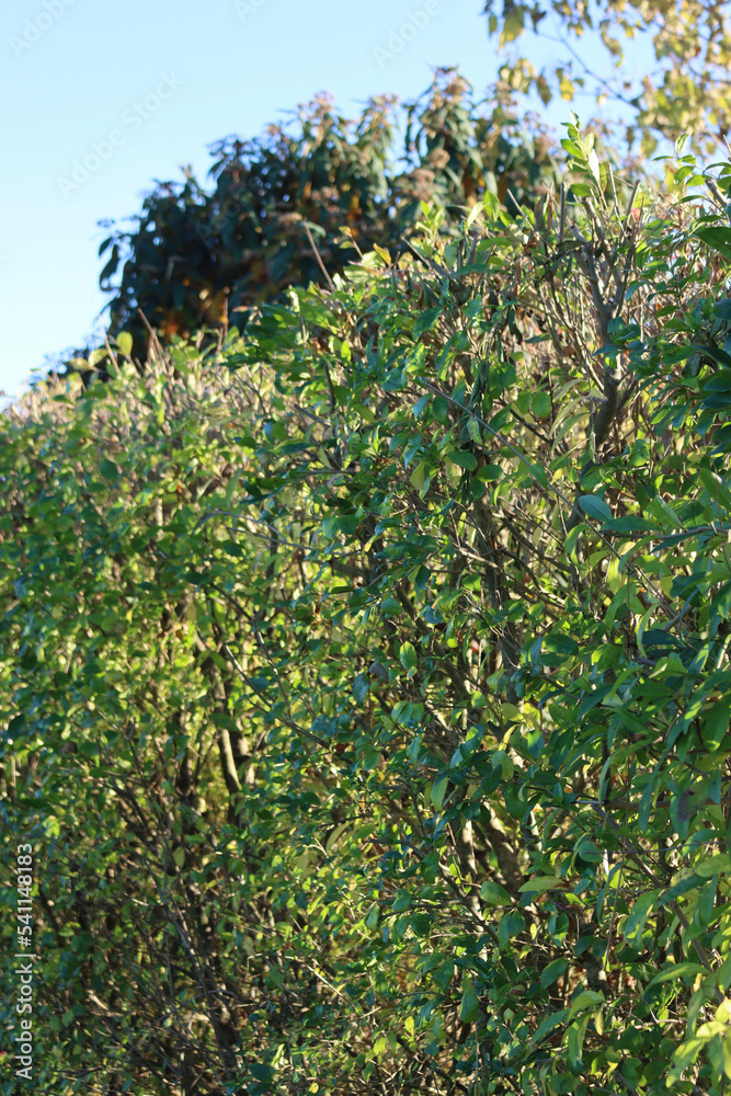 Common privet hedge with green leaves against sunlight on autumn season ...