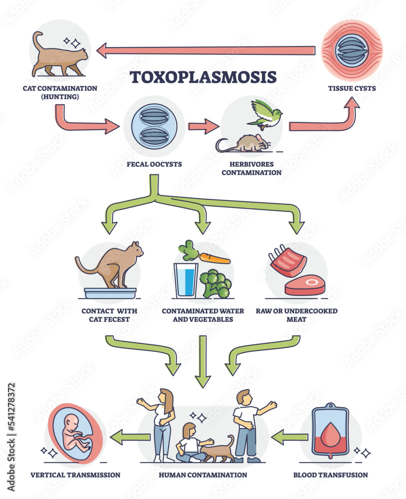 Taxoplasmosis illness and parasitic disease contamination outline ...