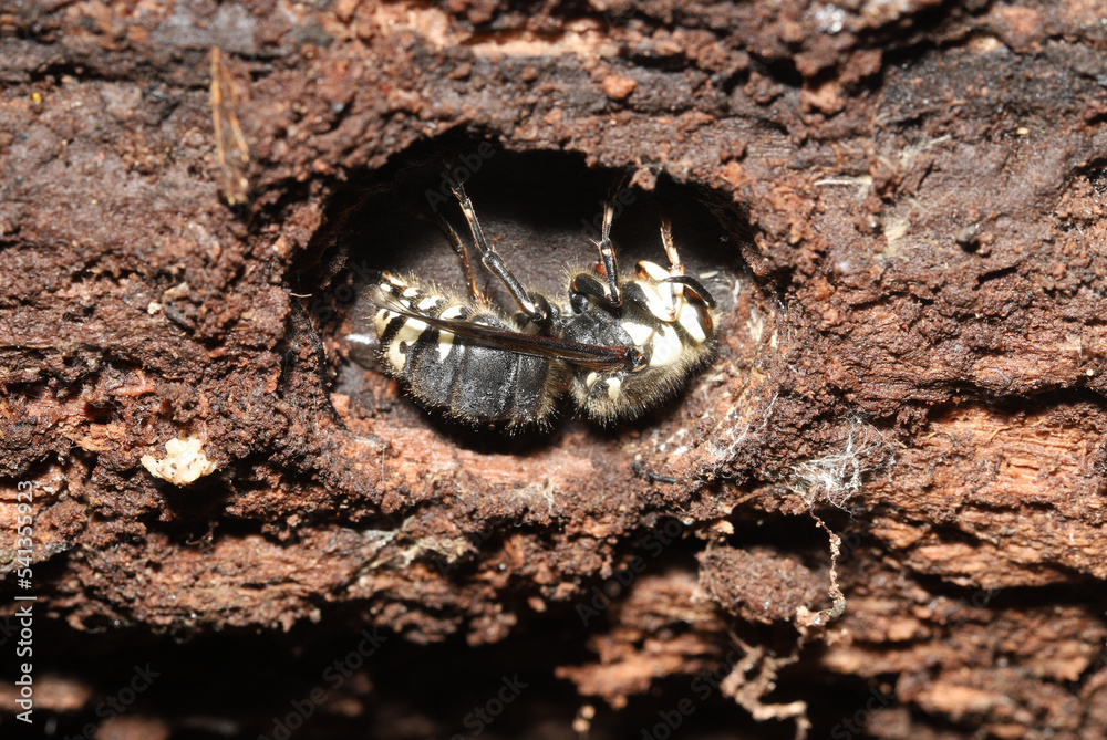 Bald faced hornet queen (Dolichovespula maculata) hibernating through ...