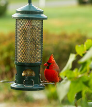 Male Cardinal Bird On Table Free Stock Photo - Public Domain Pictures