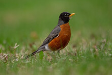 American Robin In Grass Close-up Free Stock Photo - Public Domain Pictures