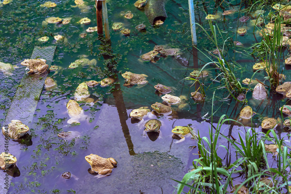 Foto Frogs farm for agriculture at house. Cultivation of frogs with ...