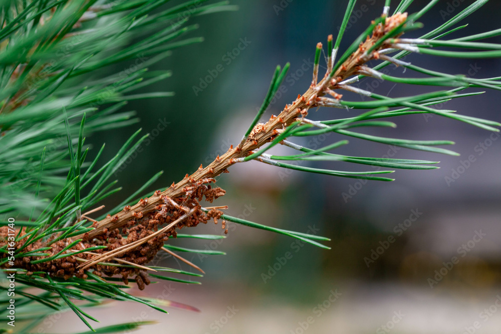 ภาพถ่าย Stock Diseases of coniferous trees - parasites of pine wood ...