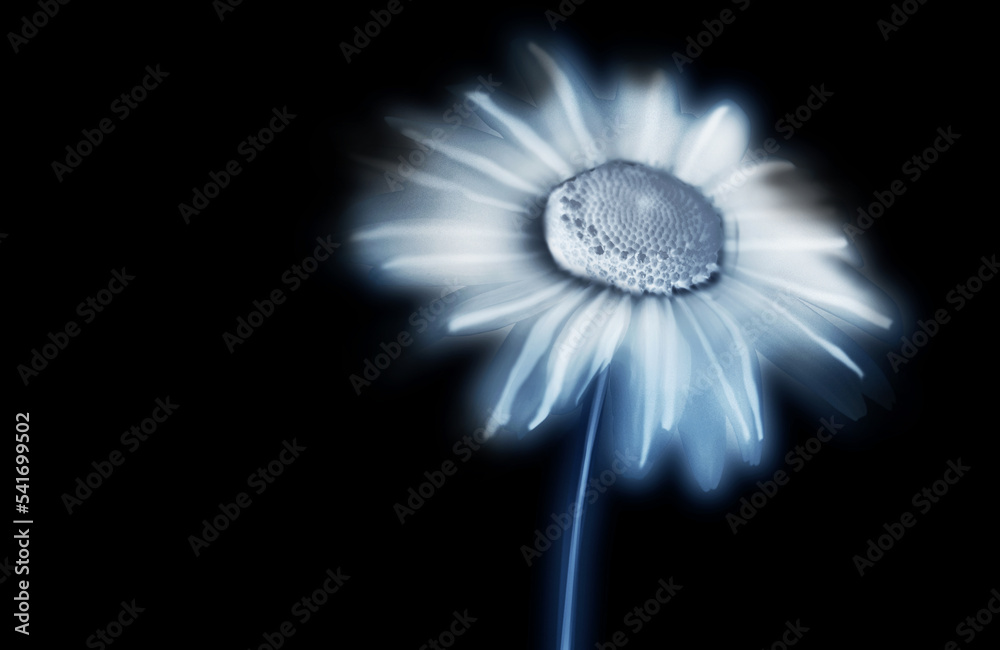 radiography of the flower Stock Illustration | Adobe Stock