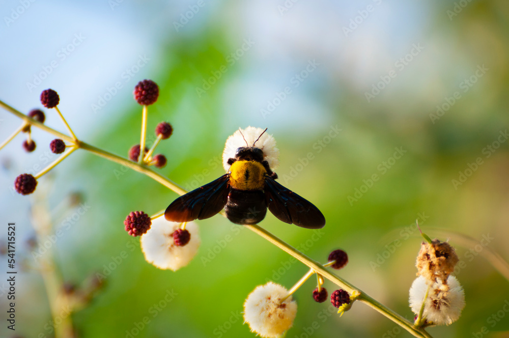 Macro photo of a Bumblebee, pollinating and collecting nectar on ...