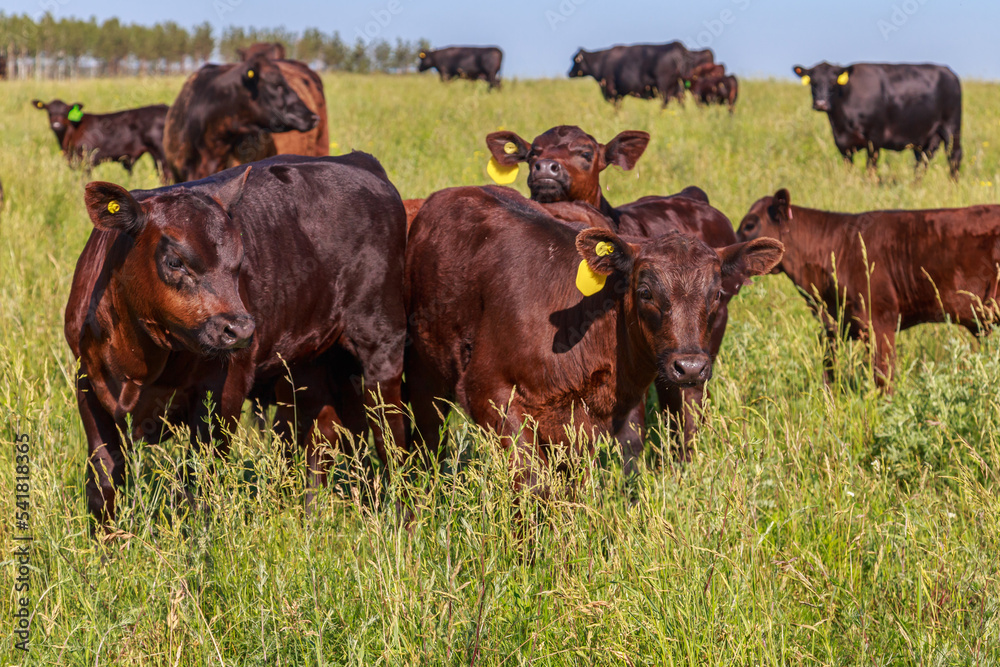 Farmland with herd of angus cattle. Stock Photo | Adobe Stock