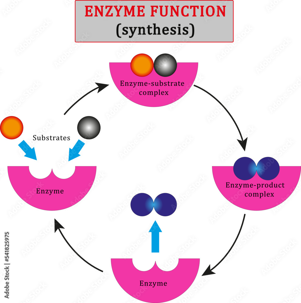 enzymatic function. synthesis. substrate, product, enzyme-product ...