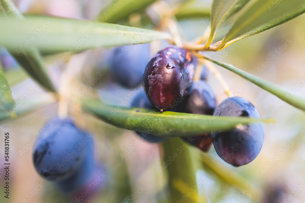 Olives growing on olive tree grove, close up macro view, branch of ripe ...