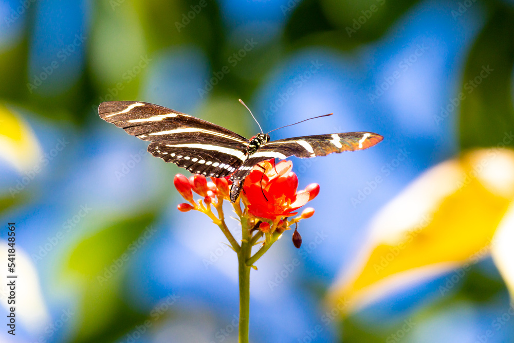 Florida State Butterfly Injured with long black wings with distinctive ...