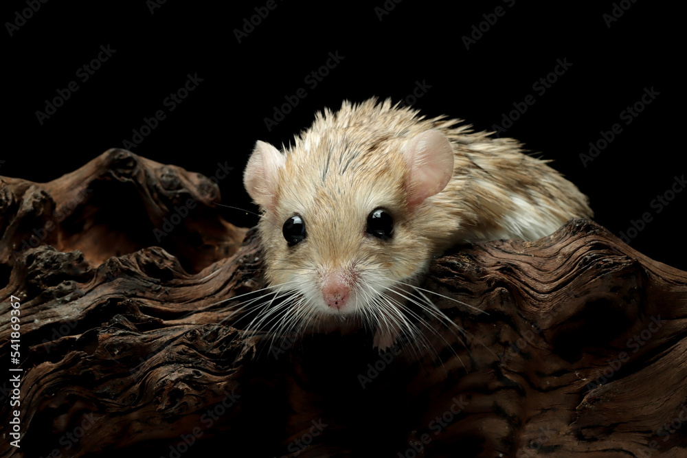 Cute gerbil fat tail crawls on wood, Garbil fat tail closeup head on ...