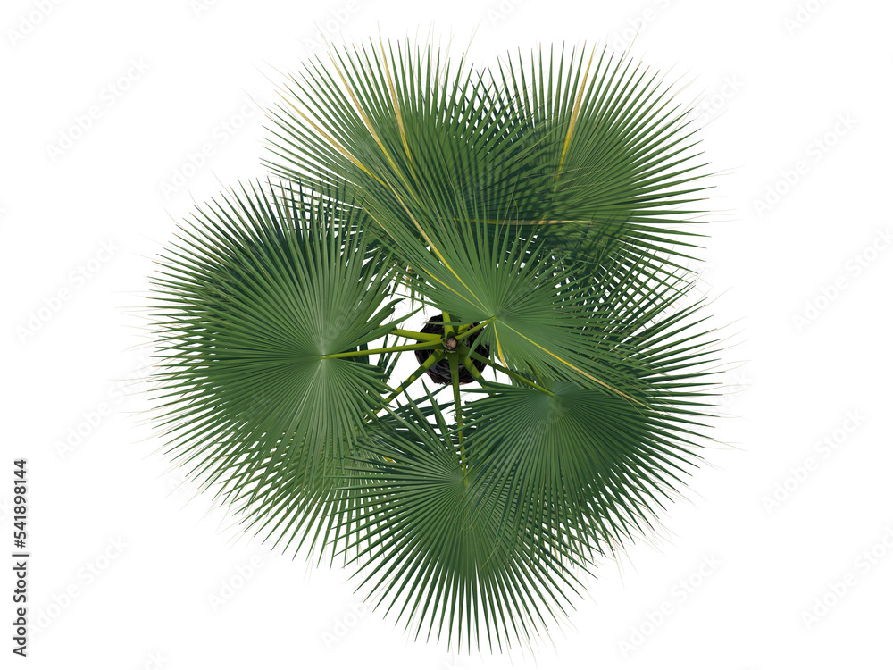 Photo Stock California Palm top view png alpha channel | Adobe Stock