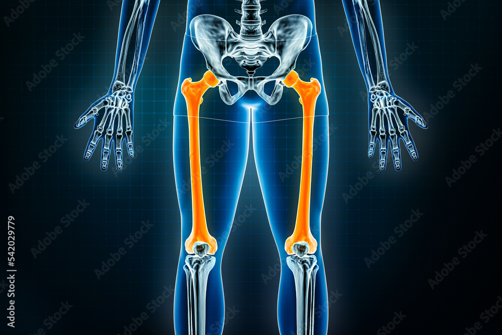 Illustration Stock Femur or thigh bone x-ray front or anterior view. Osteology of the human ...