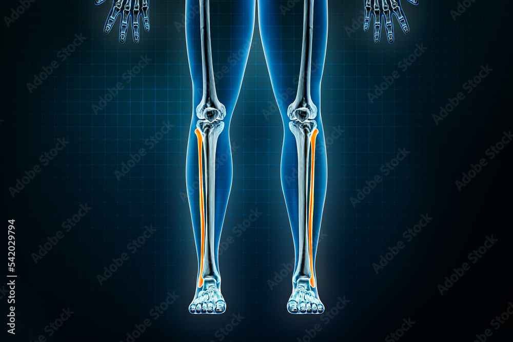 Fibula bone x-ray front or anterior view. Osteology of the human ...