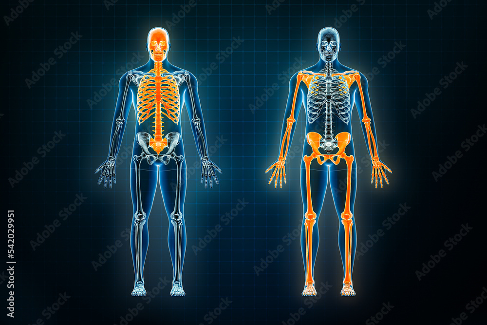 Skeletal System Labeled Axial And Appendicular