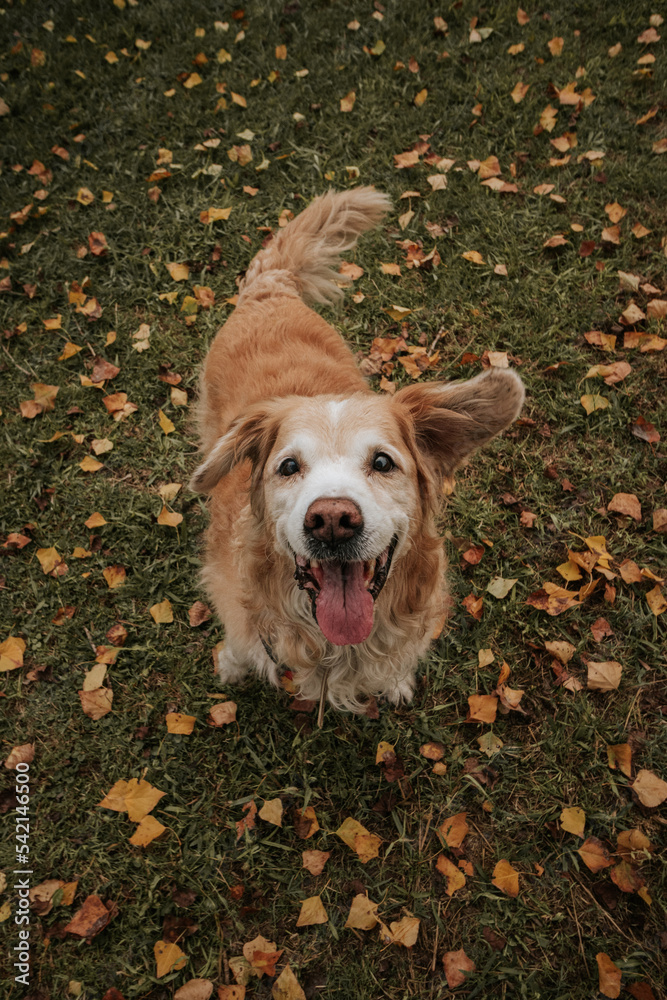 Foto de Stock Perro mirando a la camara y orejas levantadas en angulo ...