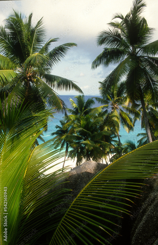 Cocotier, cocos nucifera, Ile Fregate, Seychelles Stock Photo | Adobe Stock