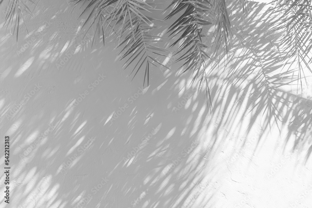 Foto Gray shadow of natural palm leaf abstract background falling on ...