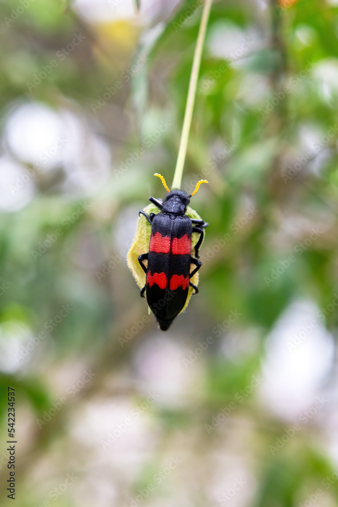 Foto de Stock Red and black blister beetle, Mylabris oculata, also ...