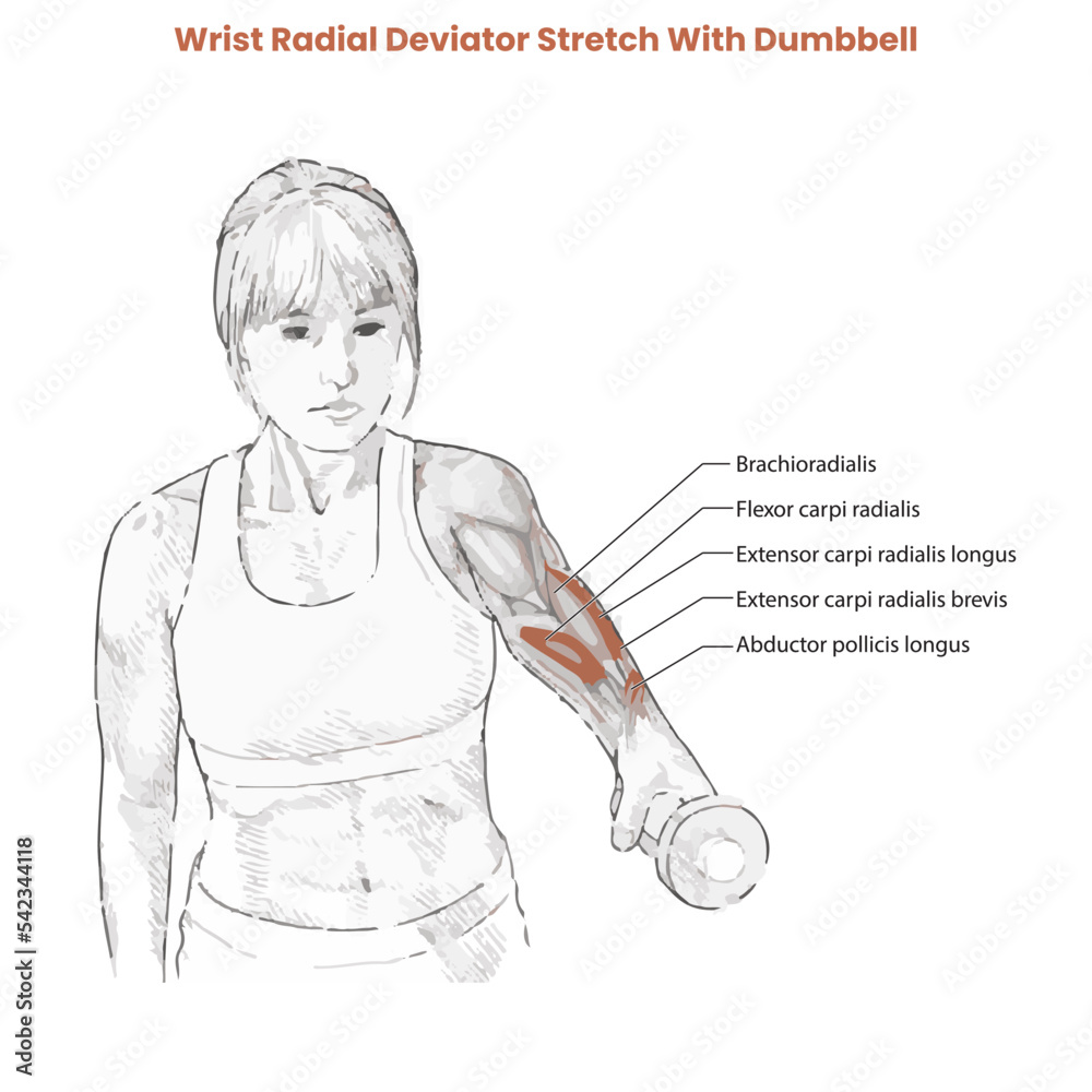 Muscle movement. Biceps triceps motion anatomy. Biceps brachii, flexion ...