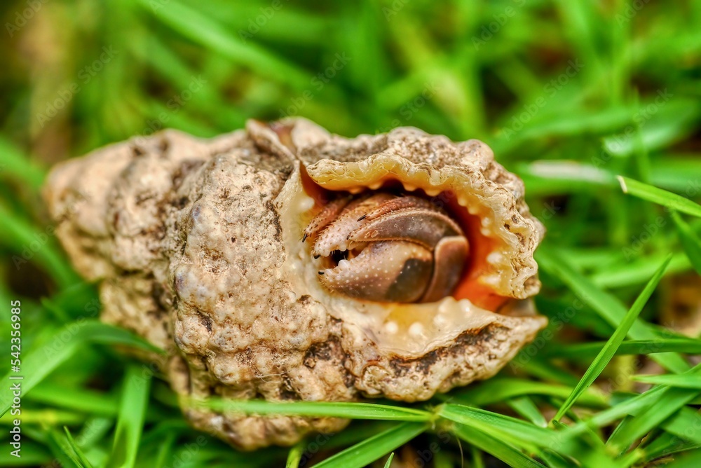 A live hermit crab (Pagurus), found on a residential lawn near the sea ...
