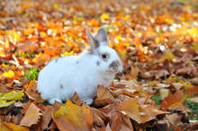 Autumn Rabbit Free Stock Photo - Public Domain Pictures