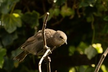 Fledgling Free Stock Photo - Public Domain Pictures