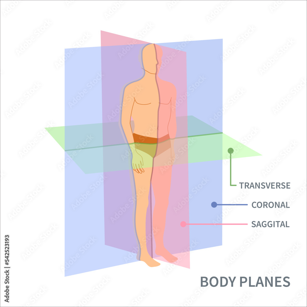 Stock-Vektorgrafik „Body anatomical position diagram. Sagittal, coronal and transverse scanning ...