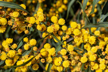 Australian Wattle Free Stock Photo - Public Domain Pictures