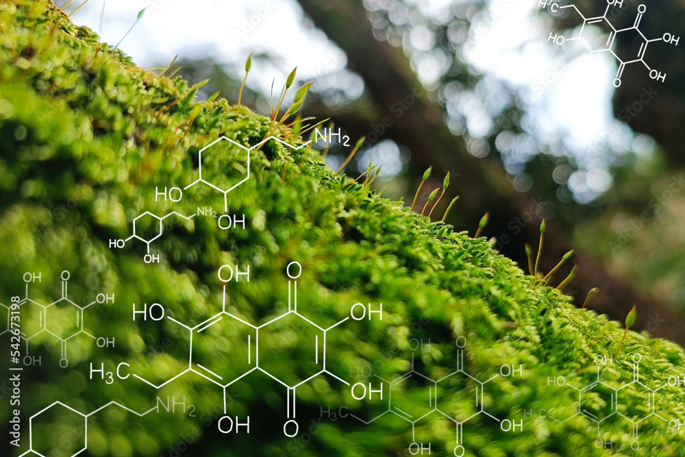 spores green moss on a tree was decorated by transparency chemical ...