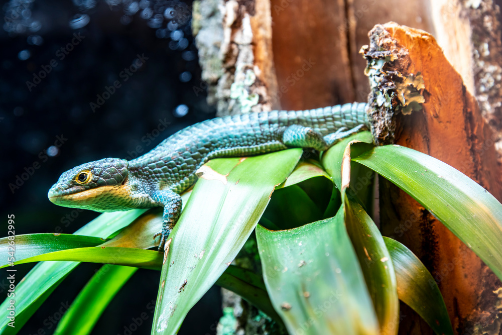 The Mexican alligator lizard (Abronia graminea) is an endangered ...