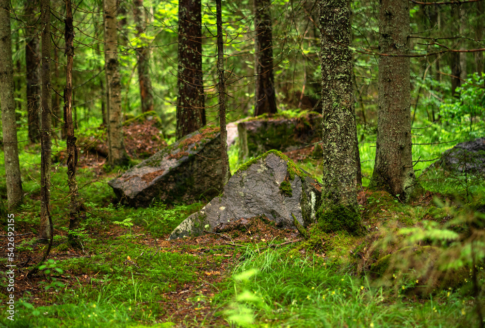 Sharp granite gouges in the forest of the Karelian isthmus. Dragon ...
