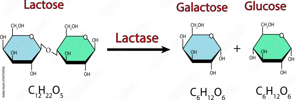 Effect Of Lactase Enzyme On Lactose Sugar Molecule. lactose hydrolysis ...