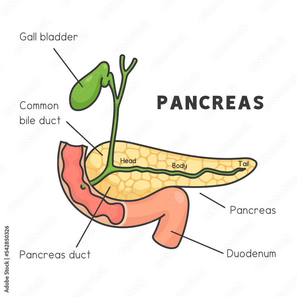 pancreas and gallbladder protruding from the small intestine diagram ...