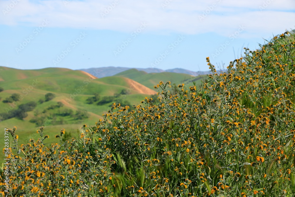 Fiddleneck Wildflower meadow in the Diablo Range hills, San Ramon ...