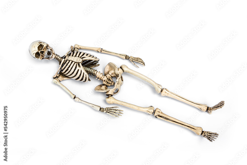 Human skeleton lying down. death concept. isolated on white background ...