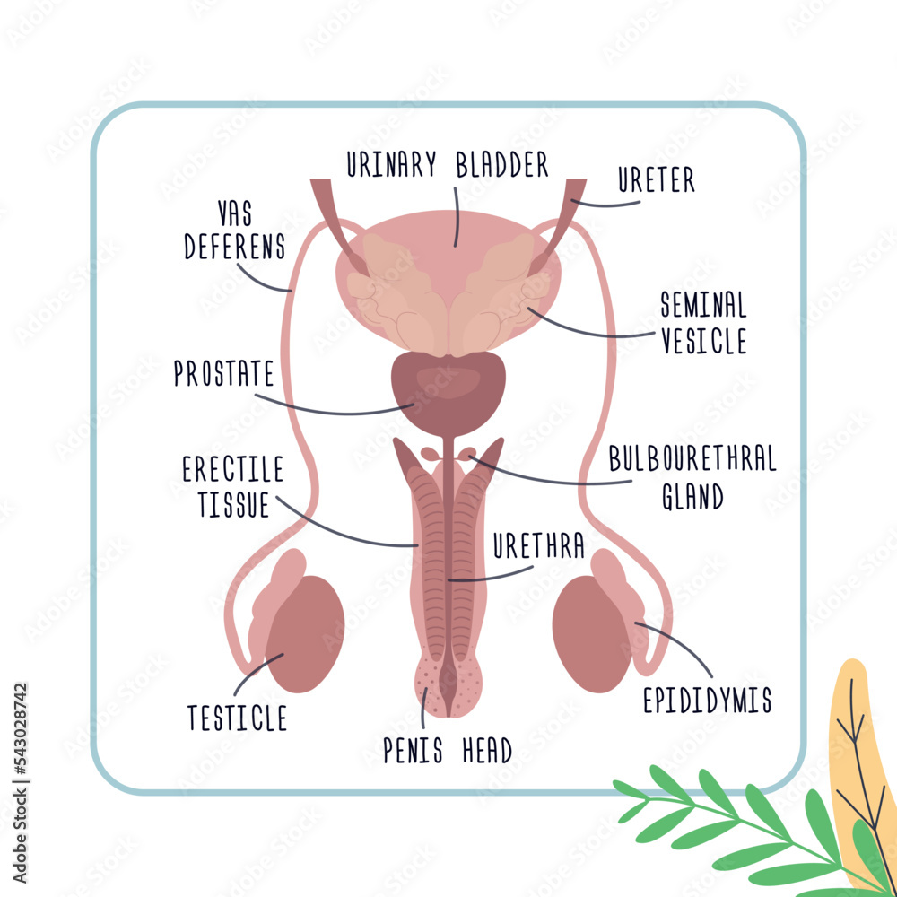 Vector De Stock Structure Of Man Genital Organs Anatomy Of Penis Sex Education Male