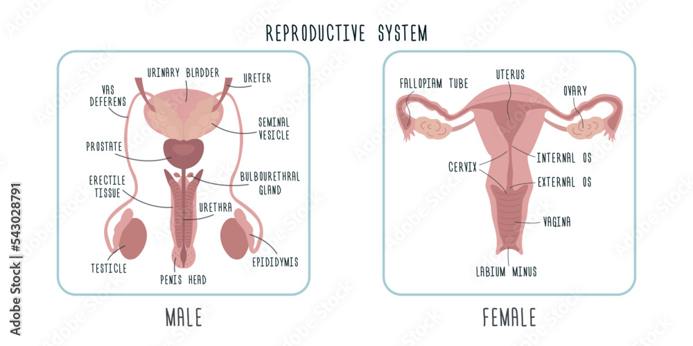Structure Of Male And Female Genital Organs Anatomy Of Penis And