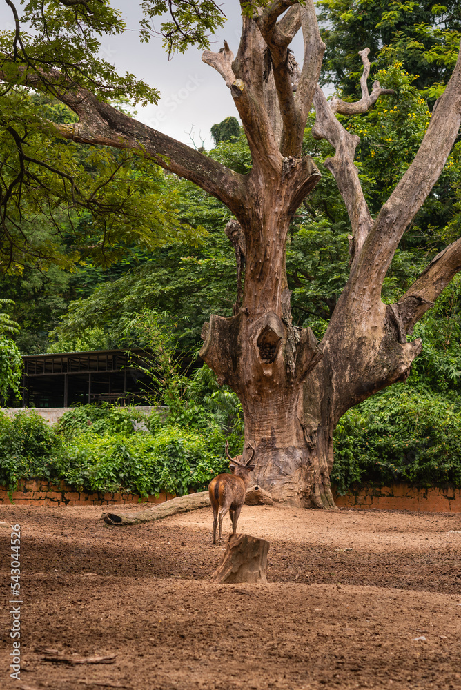 The Javan rusa or Sunda sambar (Rusa timorensis) is a deer species that ...