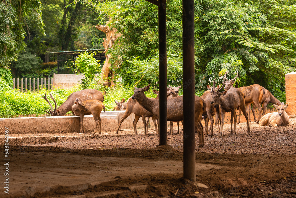 Foto de Stock The Javan rusa or Sunda sambar (Rusa timorensis) is a ...
