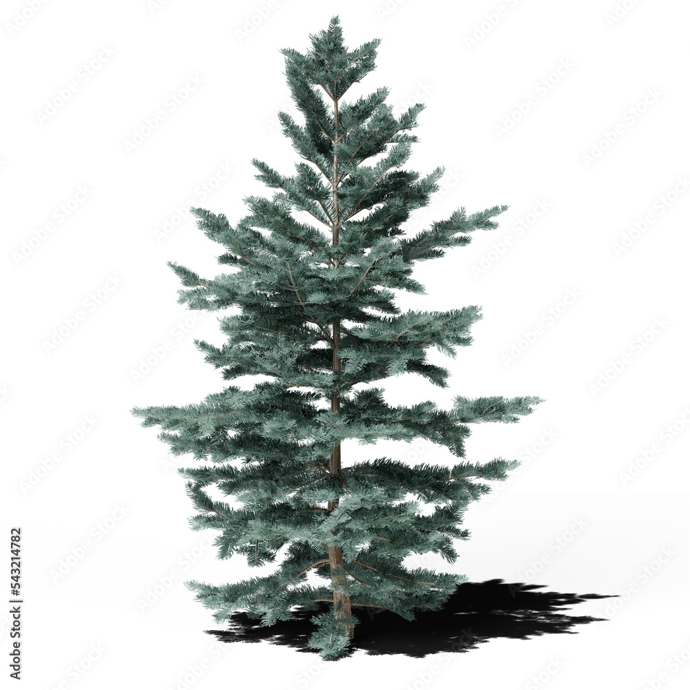 White fir conifer pine tree. Hi-res, photorealistic 3d render for ...