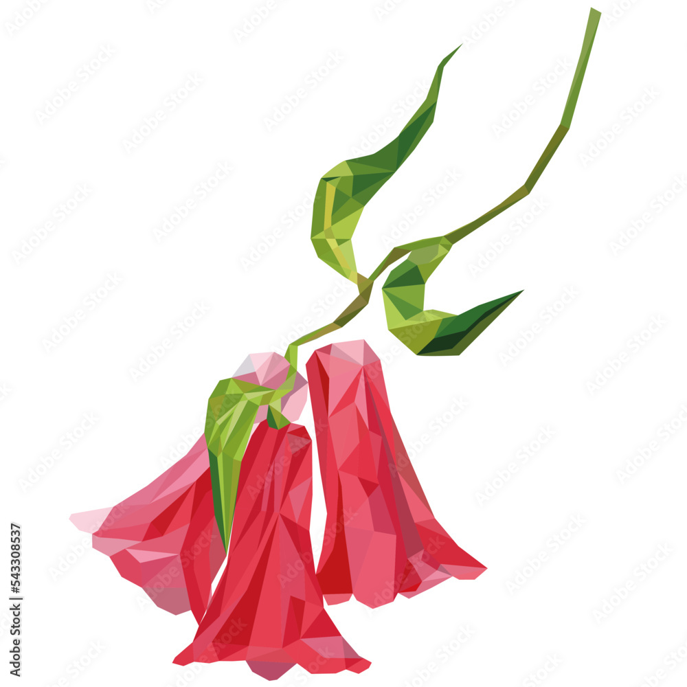 Vector de Stock chilean national flower copihue or bellflower Lapageria ...