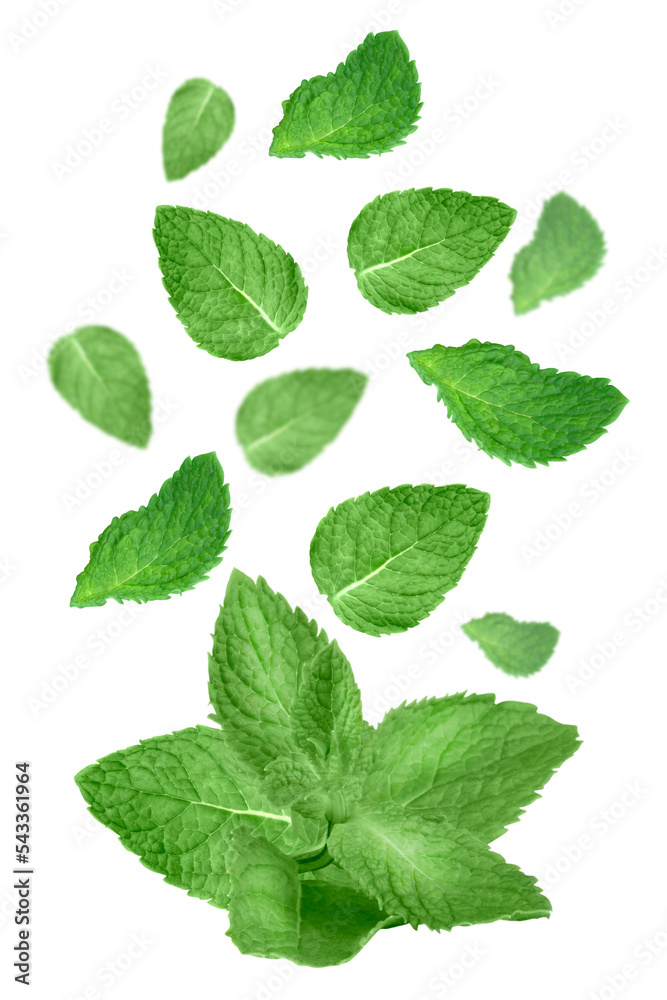 Levitation of fresh mint leaves on transparent background. Stock Photo ...