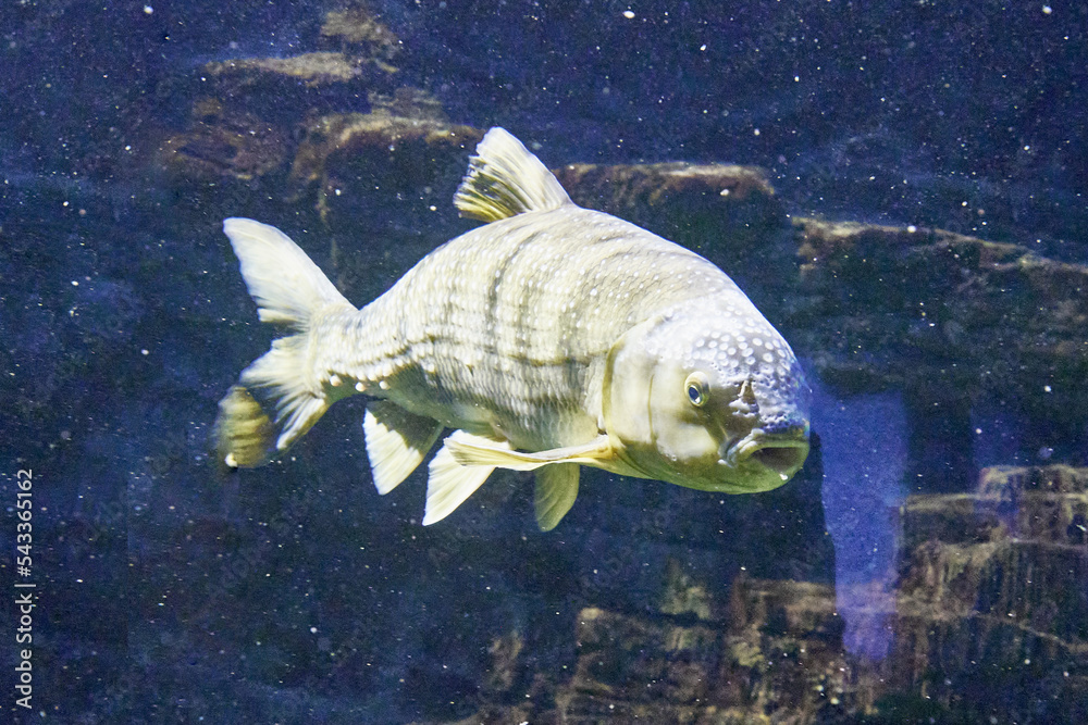 The white cupid Ctenopharyngodon idella is a species of ray-finned fish ...