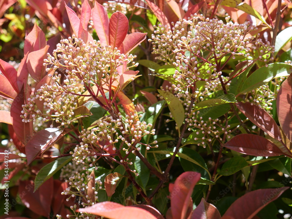 Photinia glabra, Red robin flowers the Japanese photinia, is a species ...