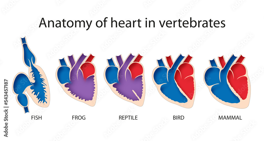 Comparative anatomy of heart in vertebrates diagram Stock Illustration ...