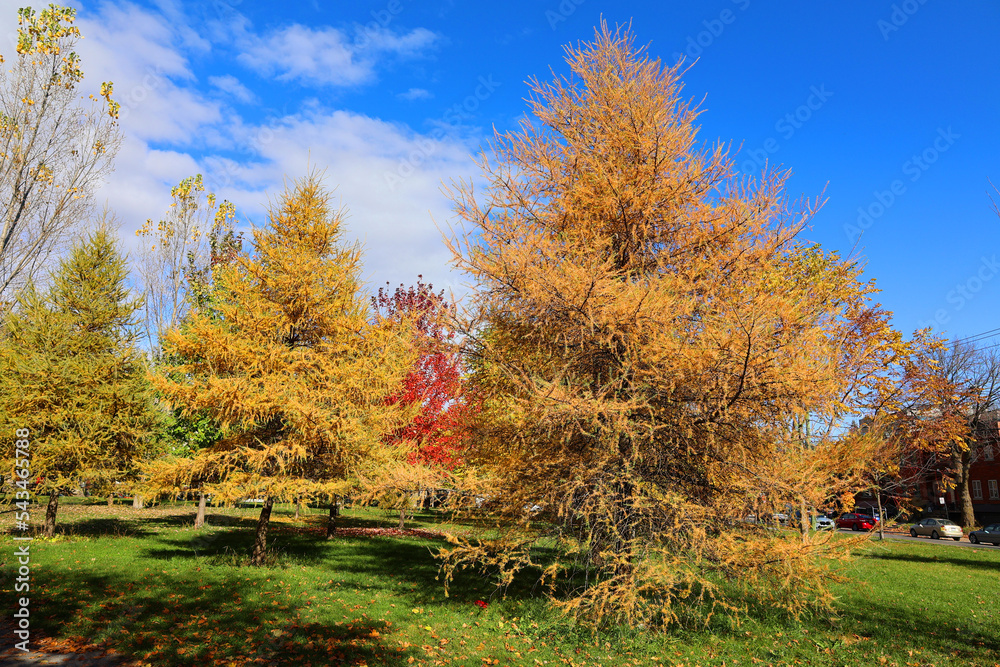 In fall Larix laricina, commonly known as the tamarack, hackmatack ...