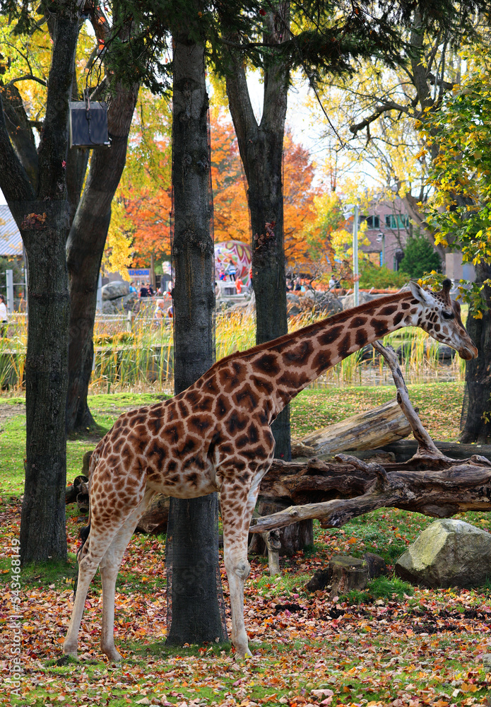 Giraffe (Giraffa camelopardalis) is an African even-toed ungulate ...