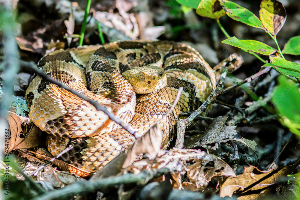 Yellow/light Phase Timber Rattlesnake (Crotalus horridus) Northeastern ...