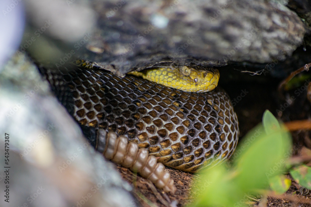 Yellow/light Phase Timber Rattlesnake (Crotalus horridus) Northeastern ...