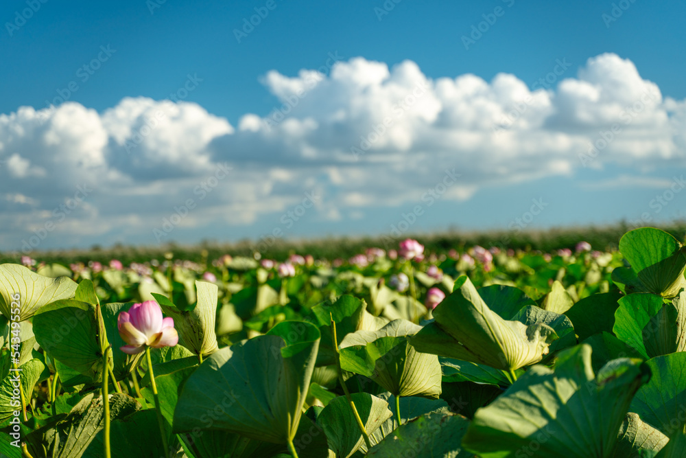 A pink lotus flower sways in the wind, Nelumbo nucifera. Against the ...